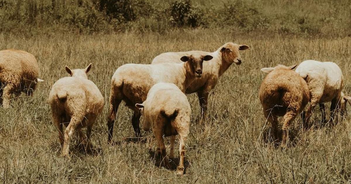Ethical Meat Processing Guide | Sustainable Table