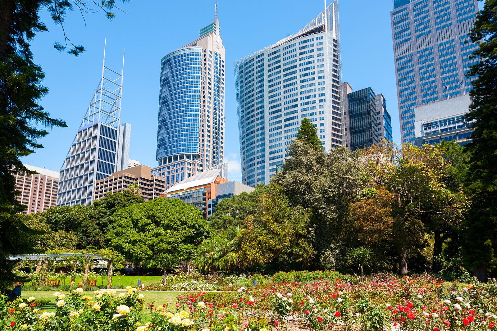 A park in Sydney Australia with the city showing in the background.