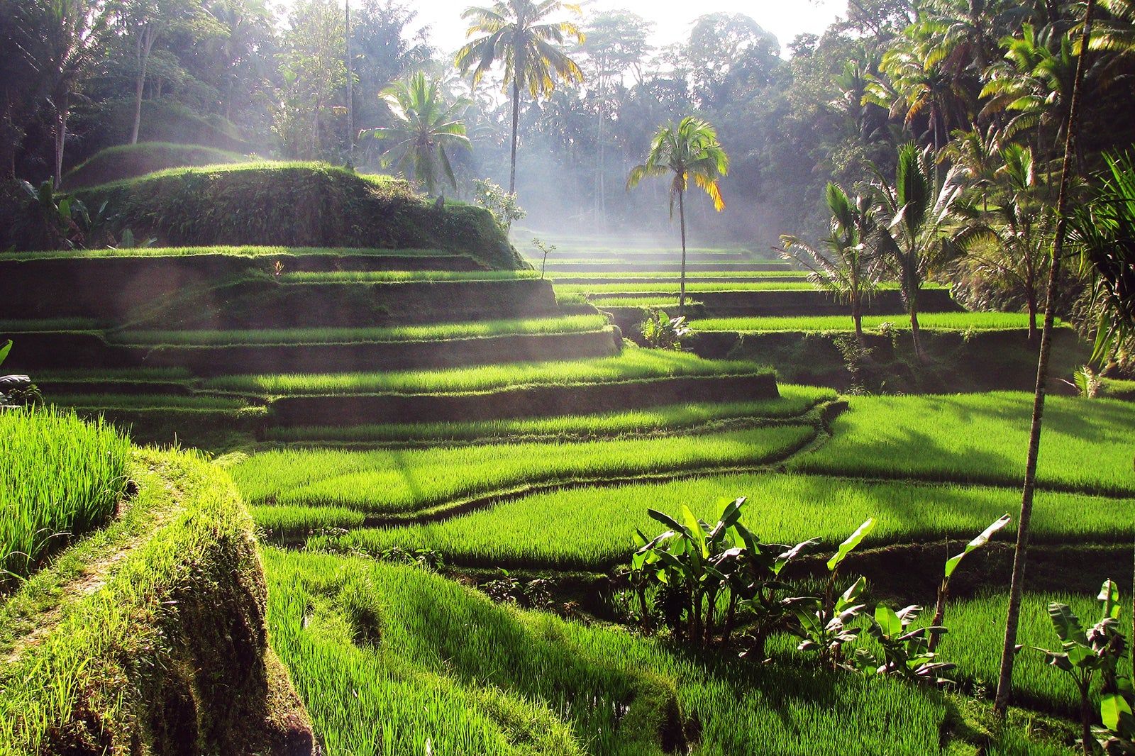 Tegallalang Rice Terraces in Bali