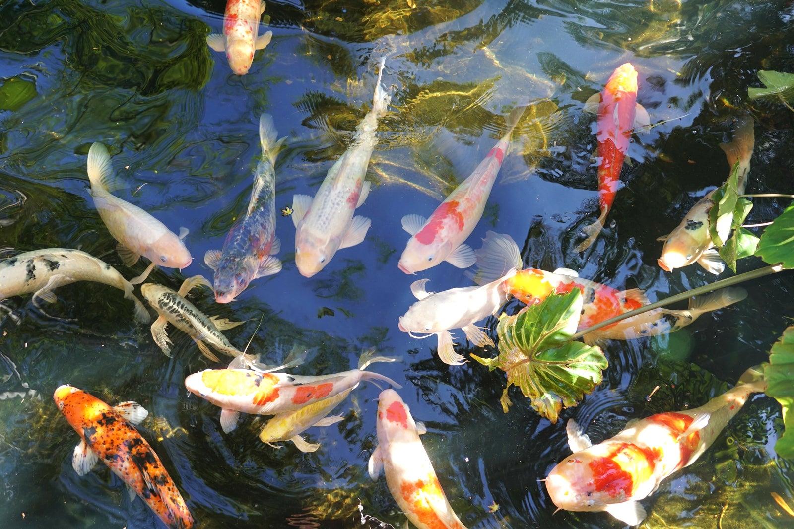 Sunken Gardens in St. Petersburg-Clearwater