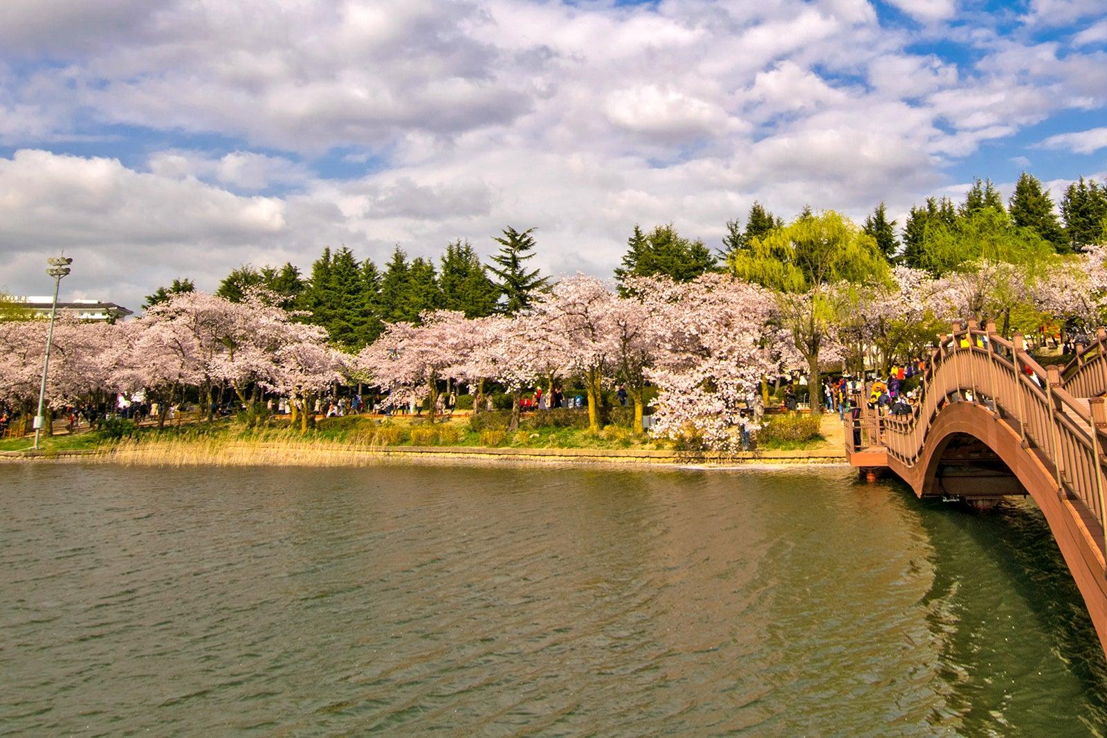 A wooden bridge over a river, leading to a bank covered in cherry blossom trees