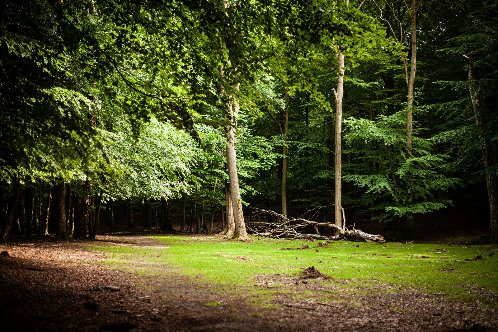 Riis Forest (Riis Skov) in Aarhus