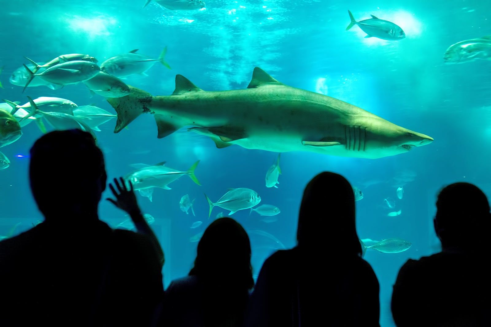 AquaRio no Rio de Janeiro