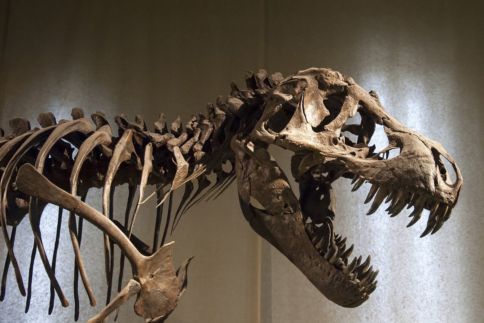 Museo Nacional de Ciencias Naturales in Madrid