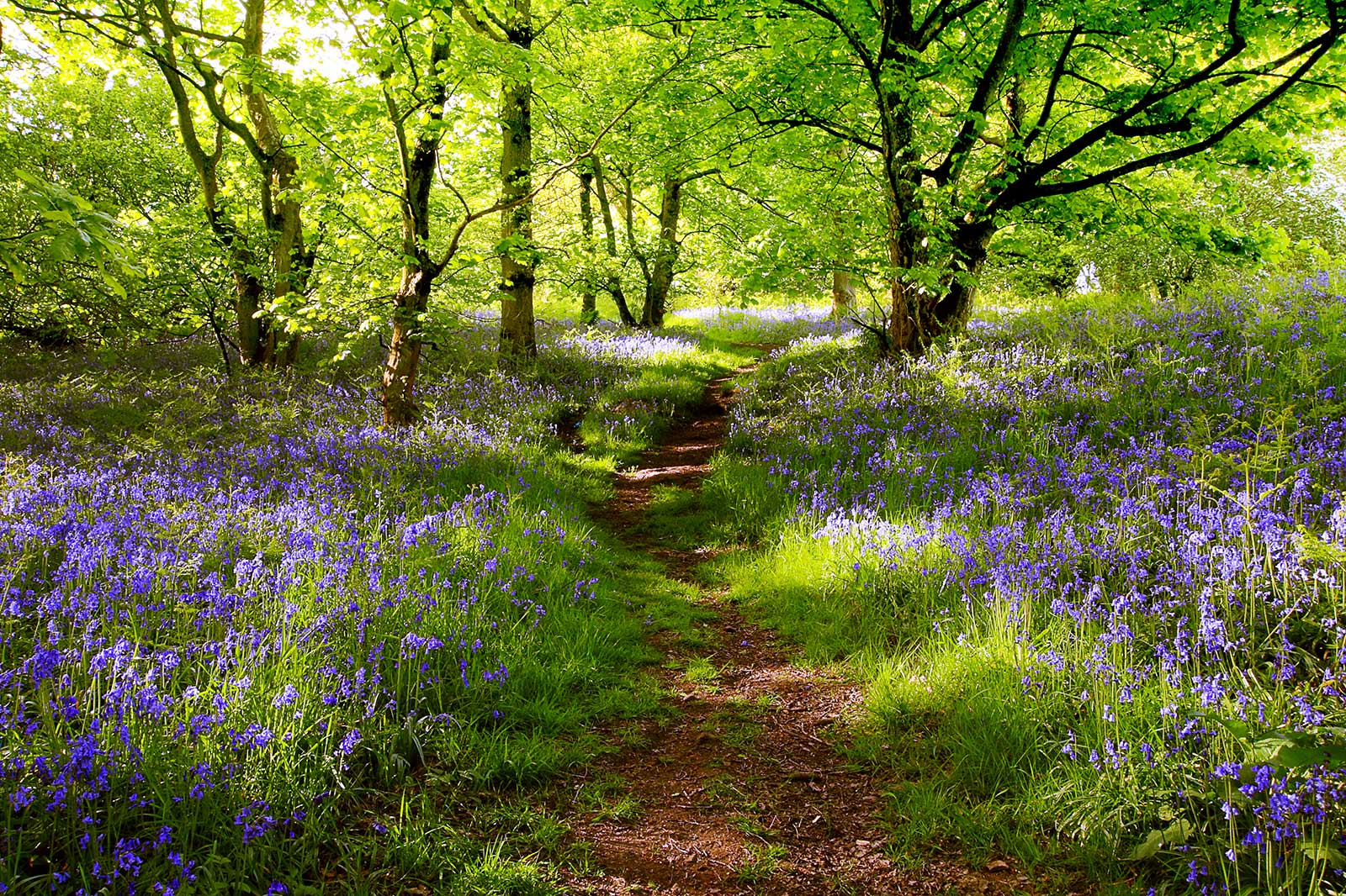 A path through a blossoming park.