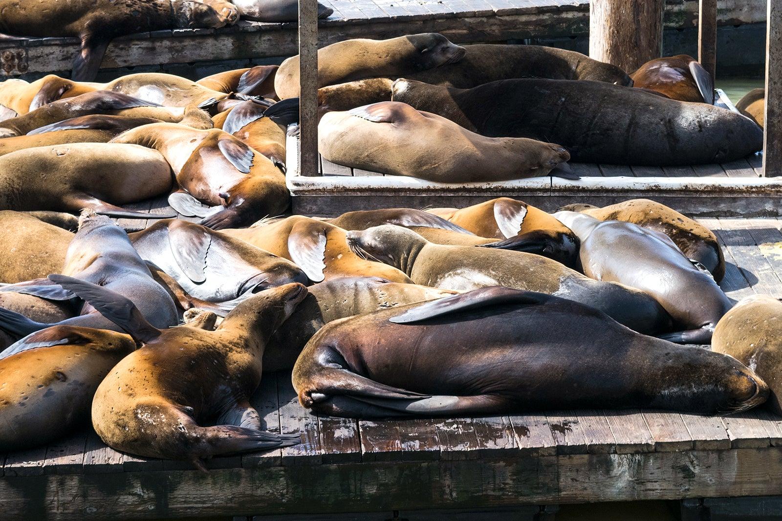 The Marine Mammal Center in San Francisco