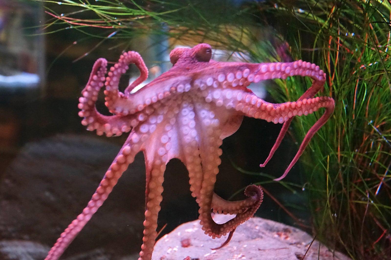 Cabrillo Marine Aquarium in Los Angeles