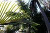 fotografia de <a href="https://commons.wikimedia.org/wiki/File:Palm_Arboretum_St._Petersburg,_FL.JPG" target="_blank" rel="noreferrer">Josh02 11</a> (<a href="https://creativecommons.org/licenses/by-sa/3.0/" target="_blank" rel="noreferrer">CC BY-SA 3.0</a>)  modificado
