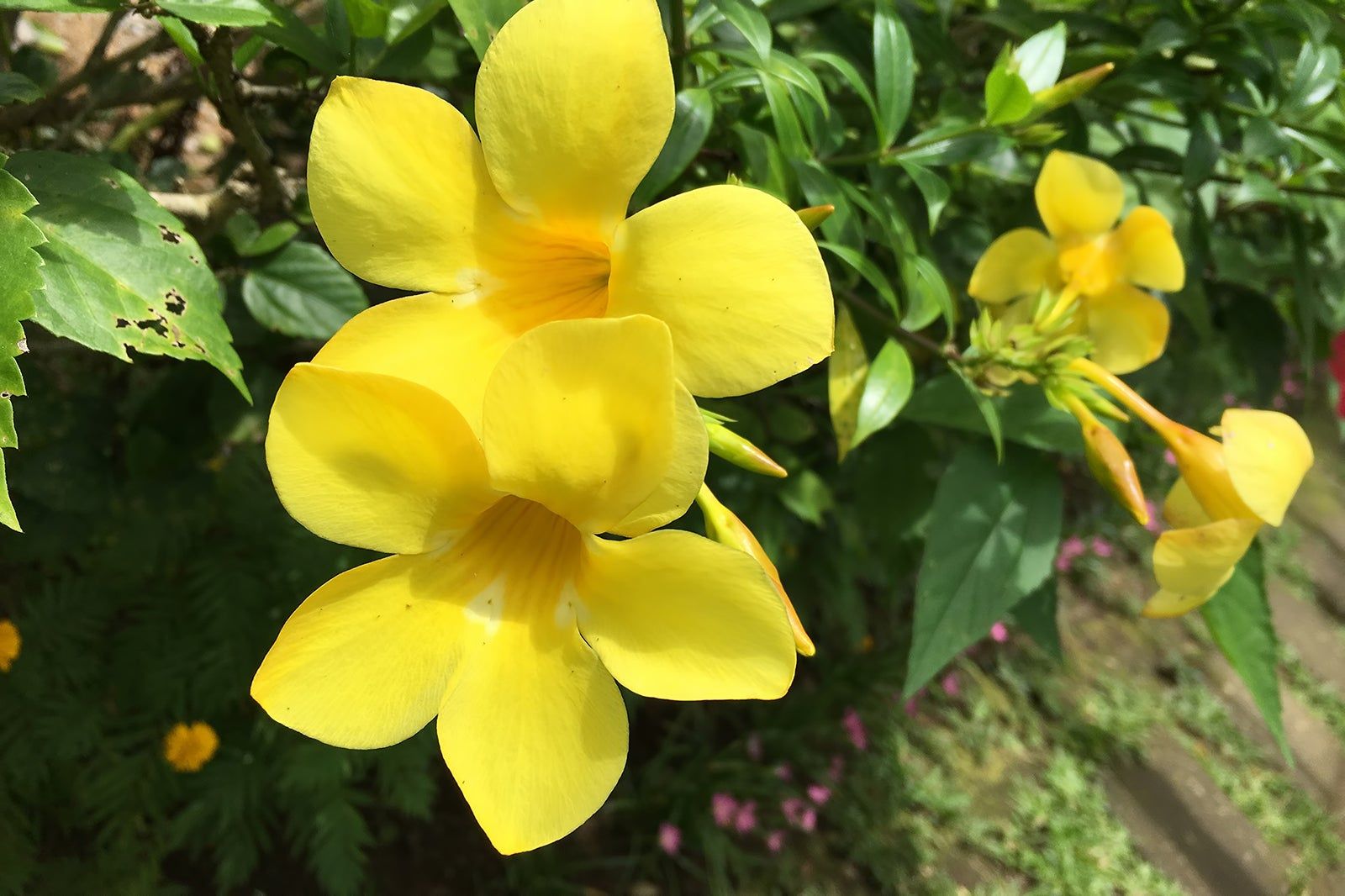 Terrazas de Flores Botanical Garden