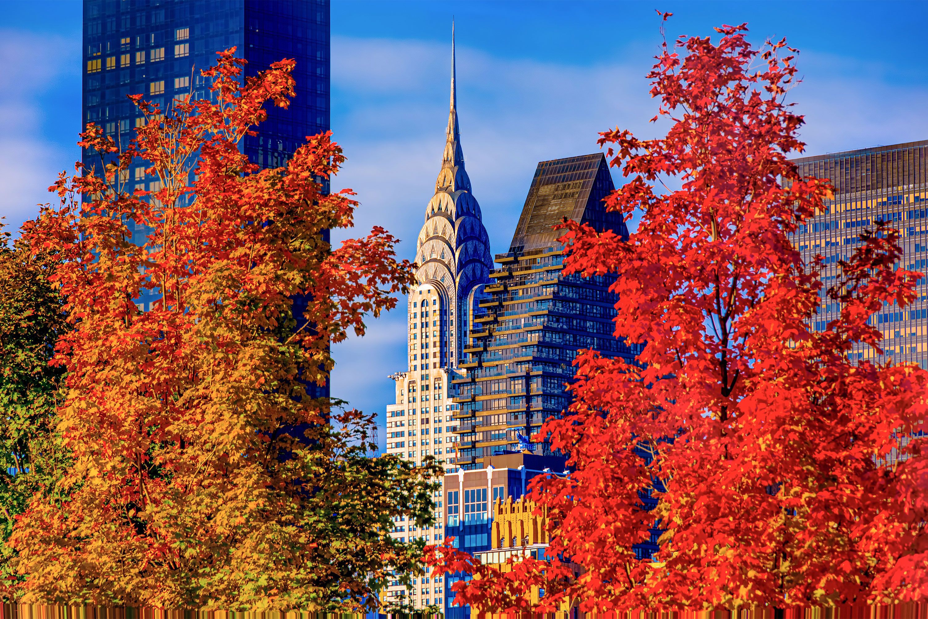 Bright red leaves on trees with buildings in the distance.
