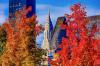 Bright red leaves on trees with buildings in the distance.