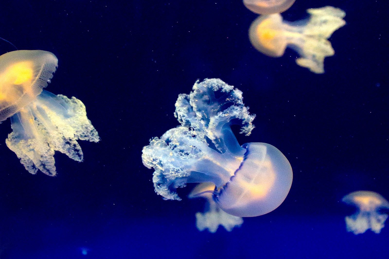 4 dicas do que fazer em Ubatuba