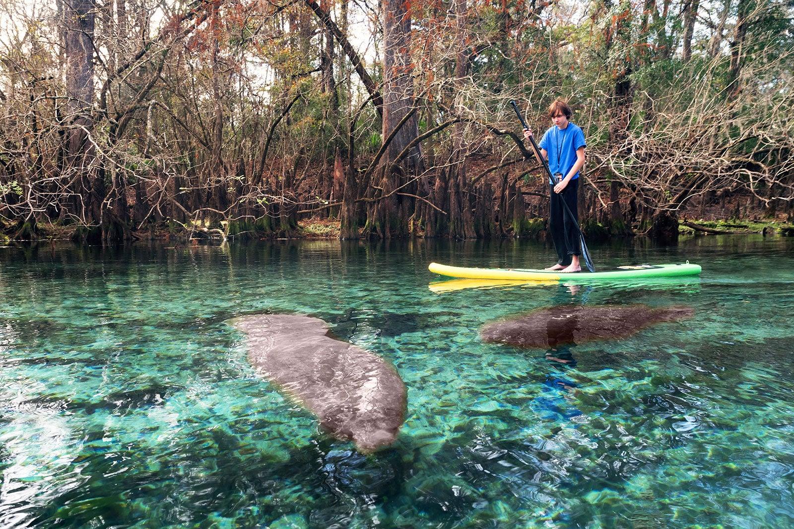 Person on the paddle board among the manatees.