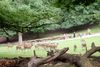Marselisborg Deer Park (Marselisborg Dyrehave) in Aarhus