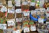 A natural medicine street market.
