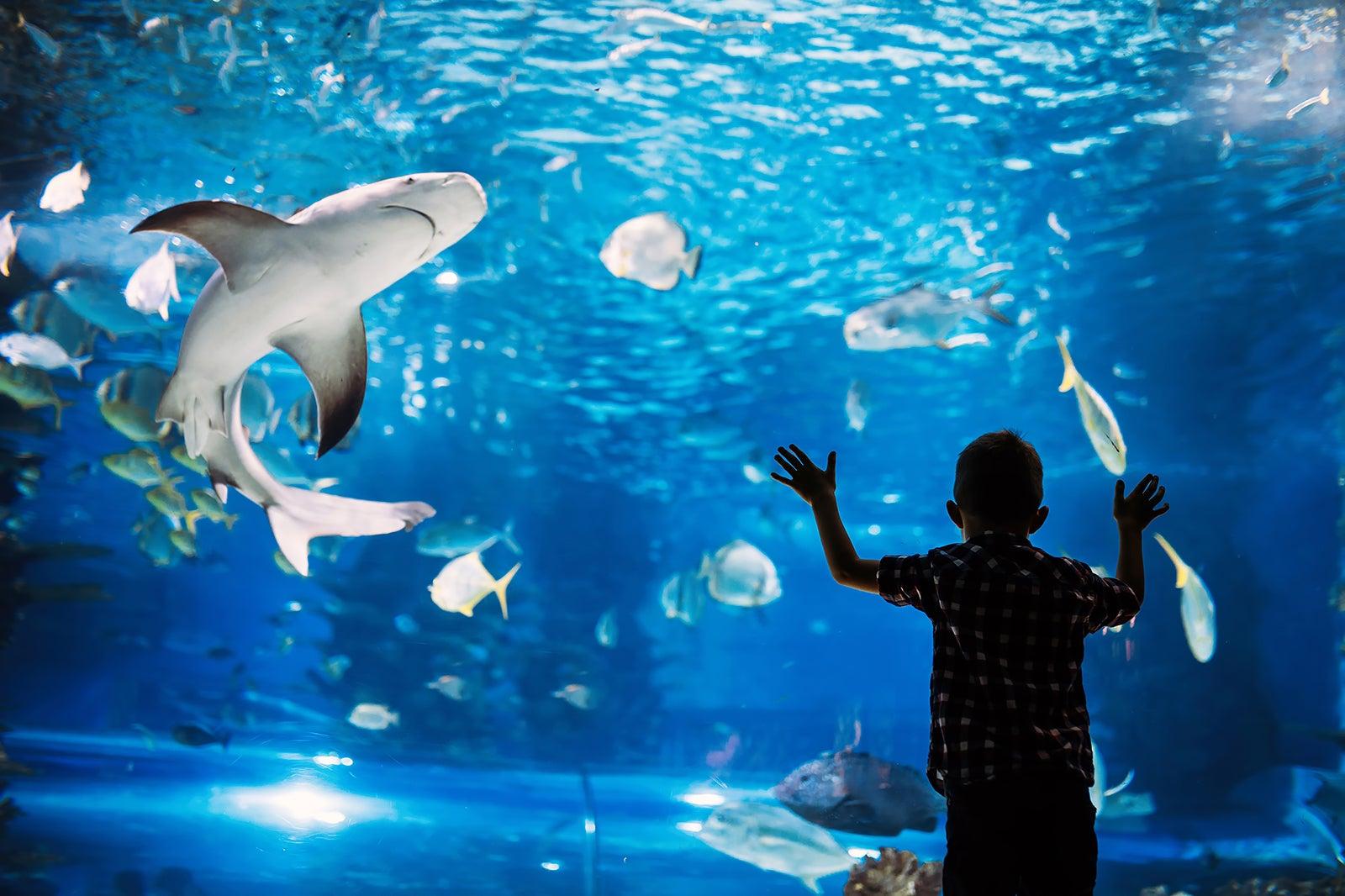 Aquarium