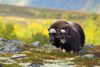 Musk Ox Safari in Dovrefjell National Park