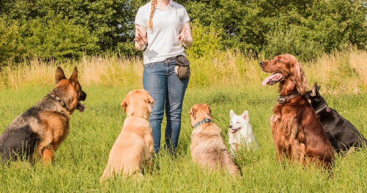 How To Choose The Right Trainer For Your Dog — Scruffy The Dog
