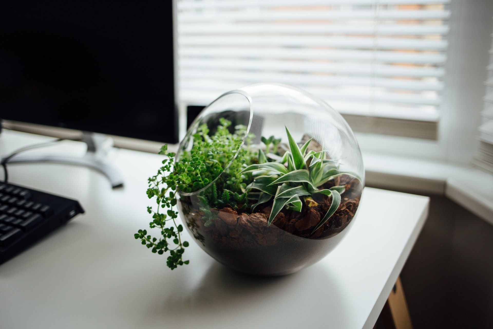 Here are the 5 Best Plants for your Desk Setup | Remote Setups