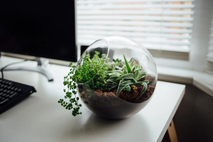 Here are the 5 Best Plants for your Desk Setup | Remote Setups