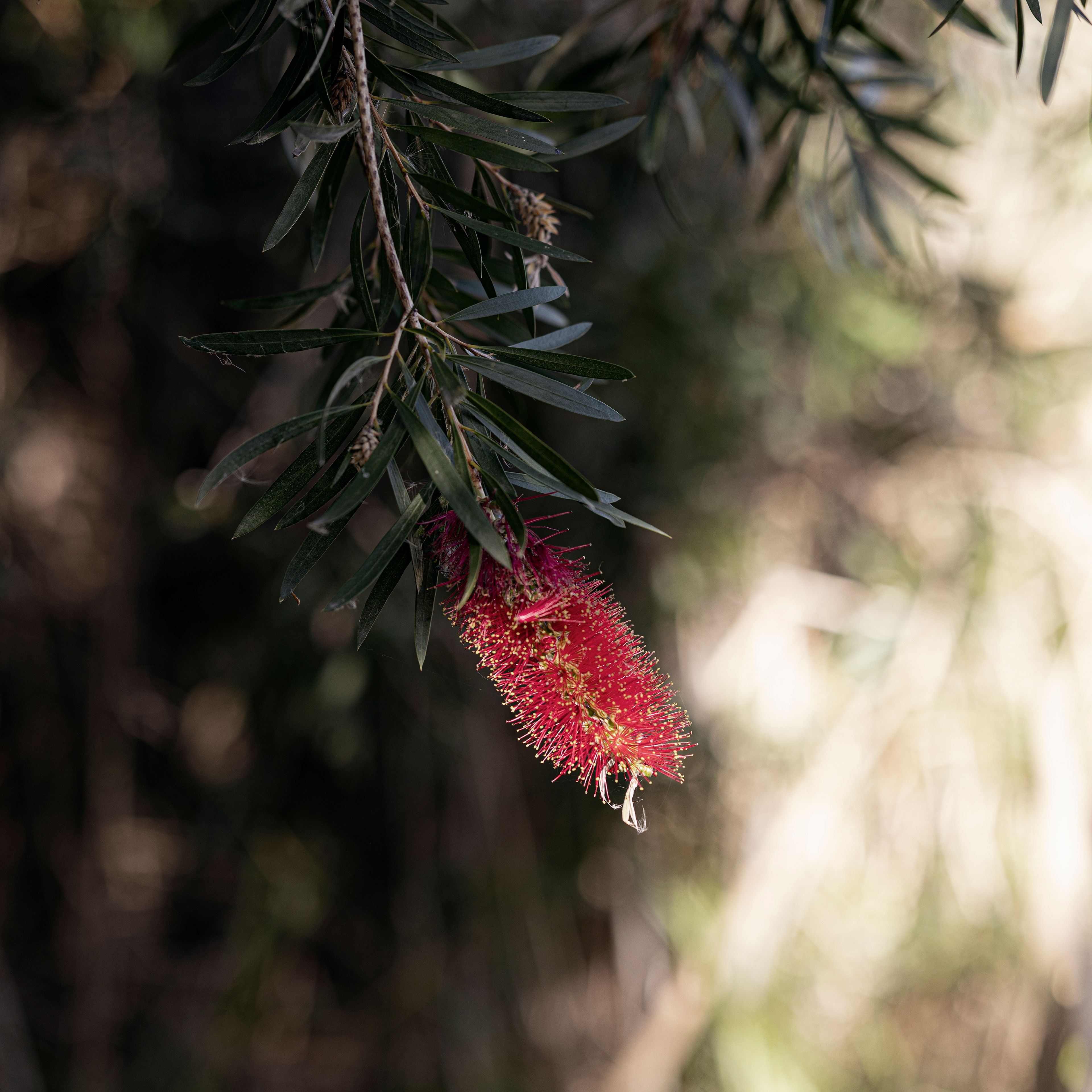 Colleen Hayward | Legacy of Leadership