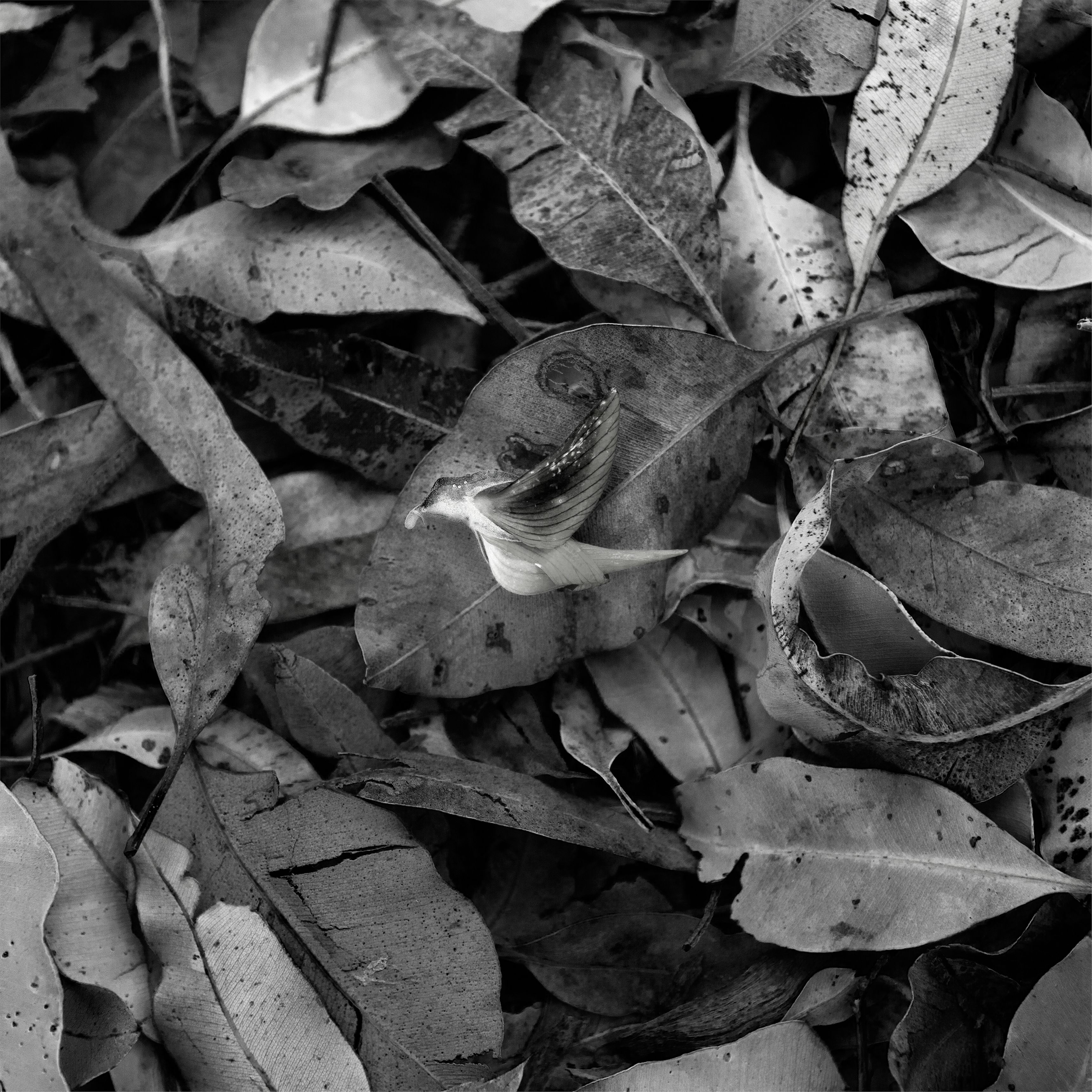 The Elders - Legacy of Leadership | Mineral Resources