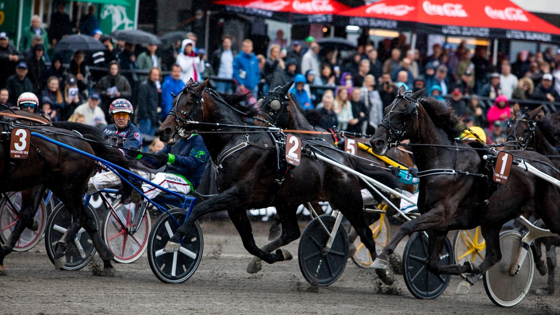 Sport, Trav | Se V75-trav direkte: Fire millioner i premie-potten