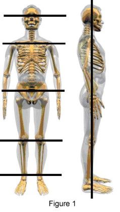 Lesson 22: Introduction to Movement Assessment and Analysis - Brookbush ...