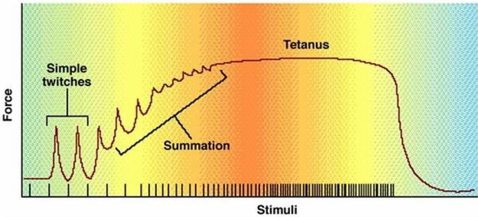 Rate Coding - Brookbush Institute
