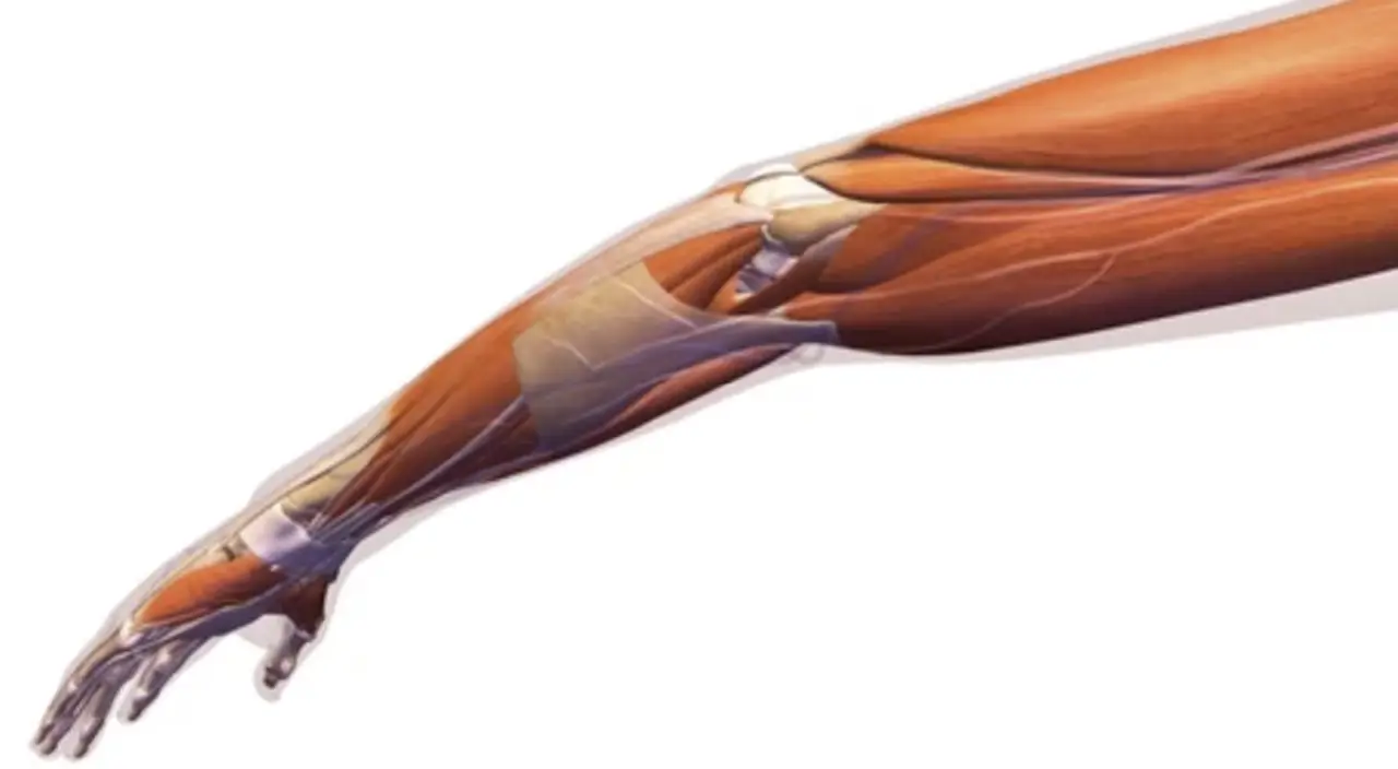 Kinesiology of the Elbow - Brookbush Institute