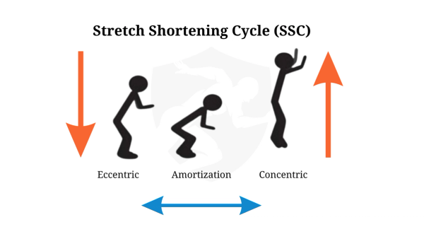 Stretch Shortening Cycle (SSC) - Brookbush Institute