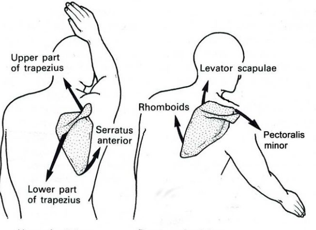 Lesson 7: Scapular Muscles - Brookbush Institute