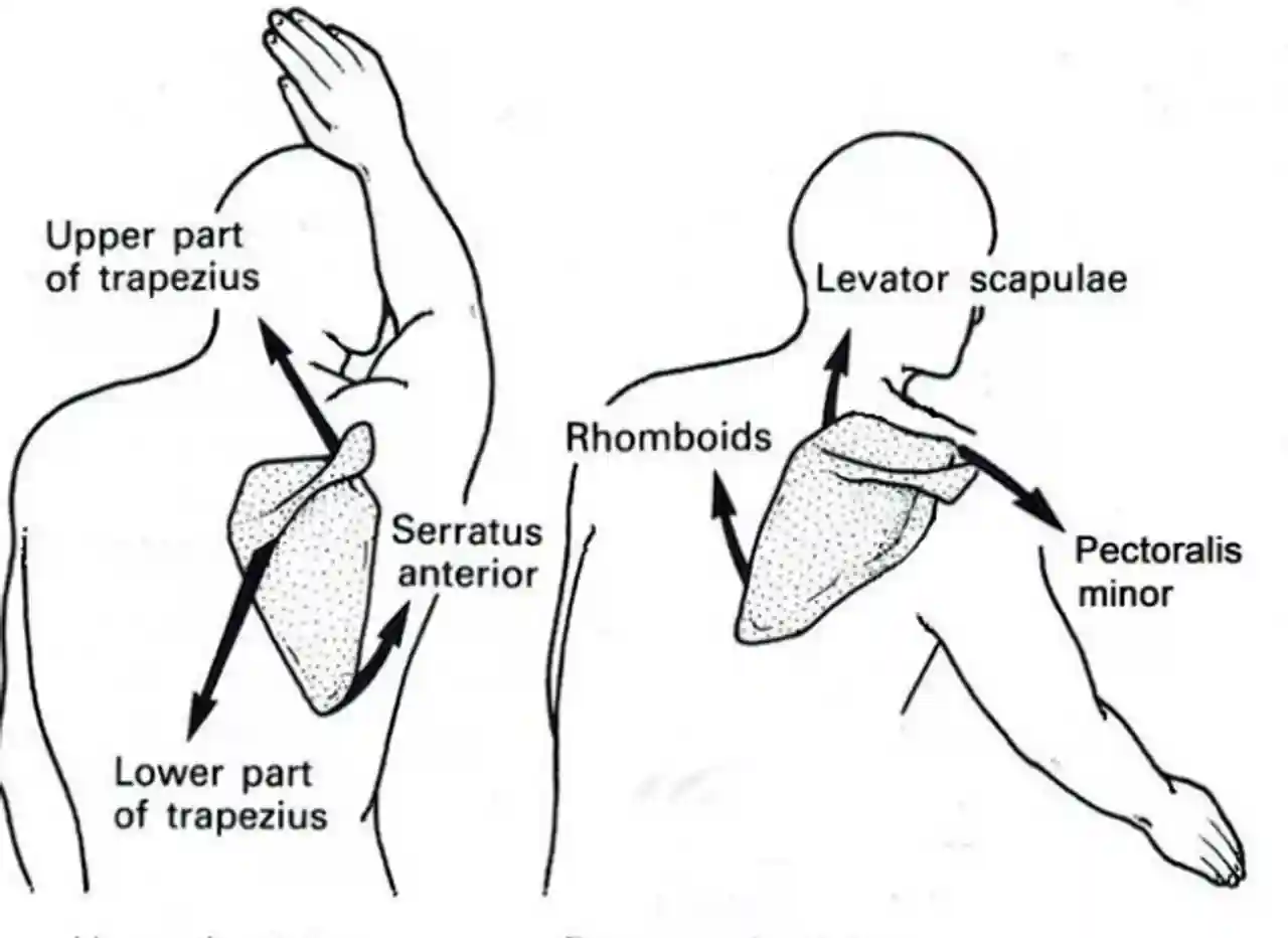 Lesson 7: Scapular Muscles - Brookbush Institute