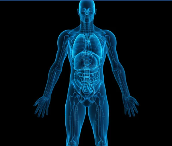 Anatomical Position - Brookbush Institute