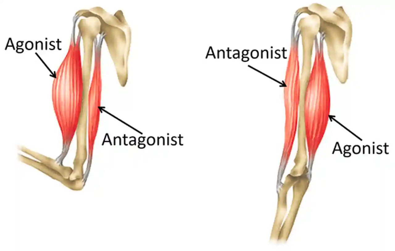 Lesson 21: Functional Roles of Muscles - Brookbush Institute