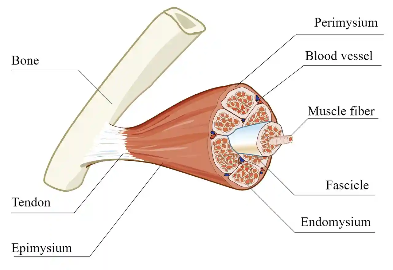Muscle Cell Structure and Function - Brookbush Institute