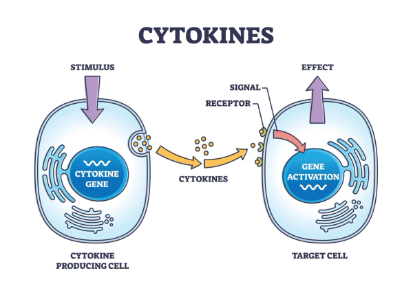 Cytokine - Brookbush Institute