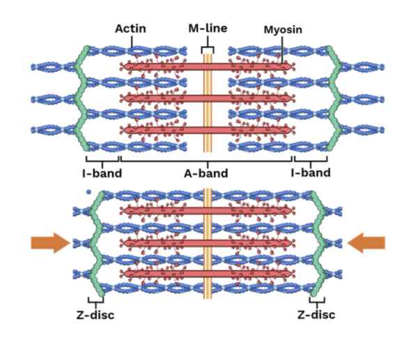 M-line - Brookbush Institute