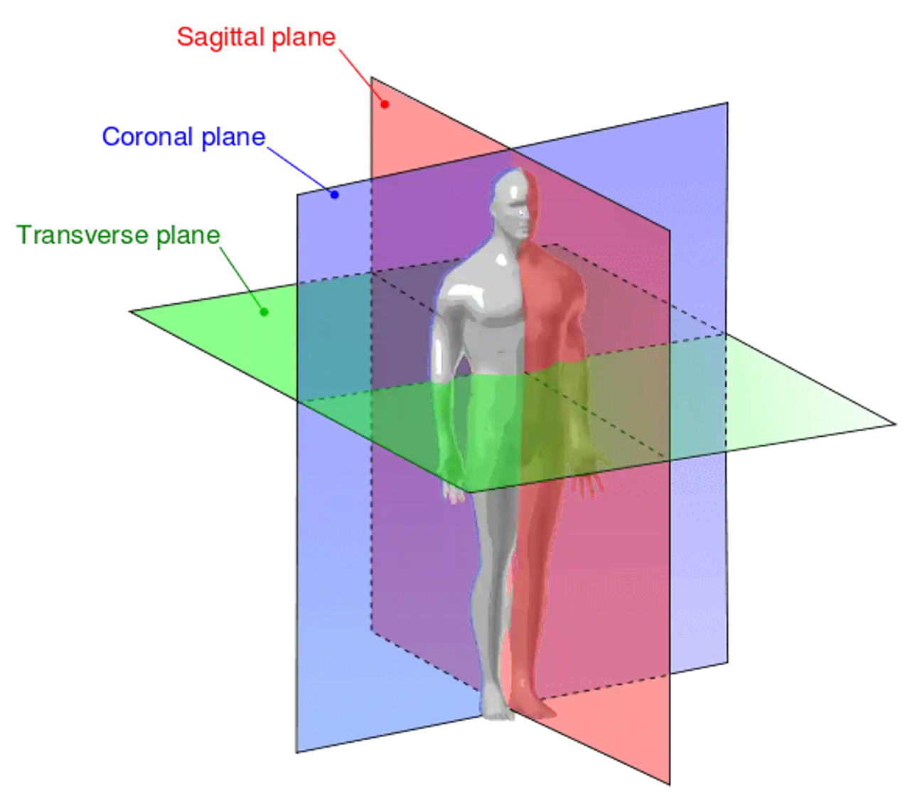 Lesson 2: Planes of Motion - Brookbush Institute