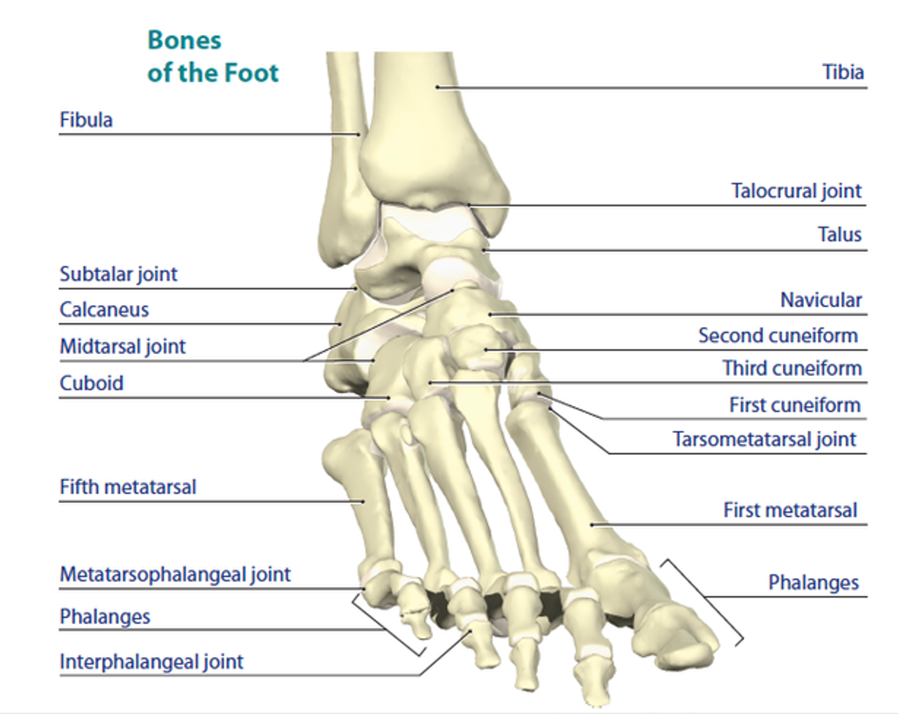 Lesson 16: Ankle Joint Actions and Muscles - Brookbush Institute