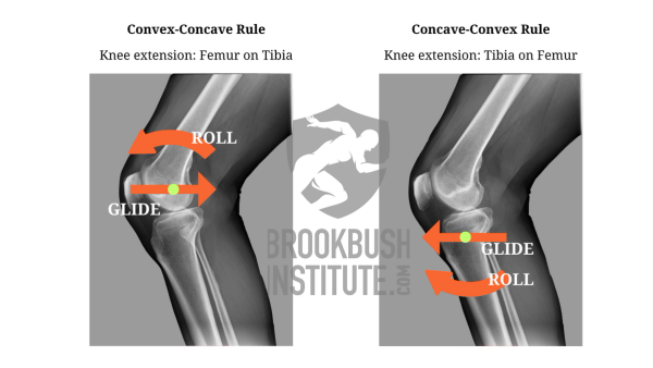 Convex-Concave Rule (and concave-convex rule) - Brookbush Institute