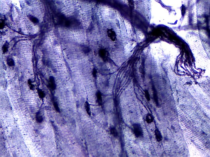 Muscle Cell Structure and Function - Brookbush Institute