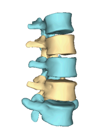 Lesson 18: The Spine and Trunk Muscles - Brookbush Institute