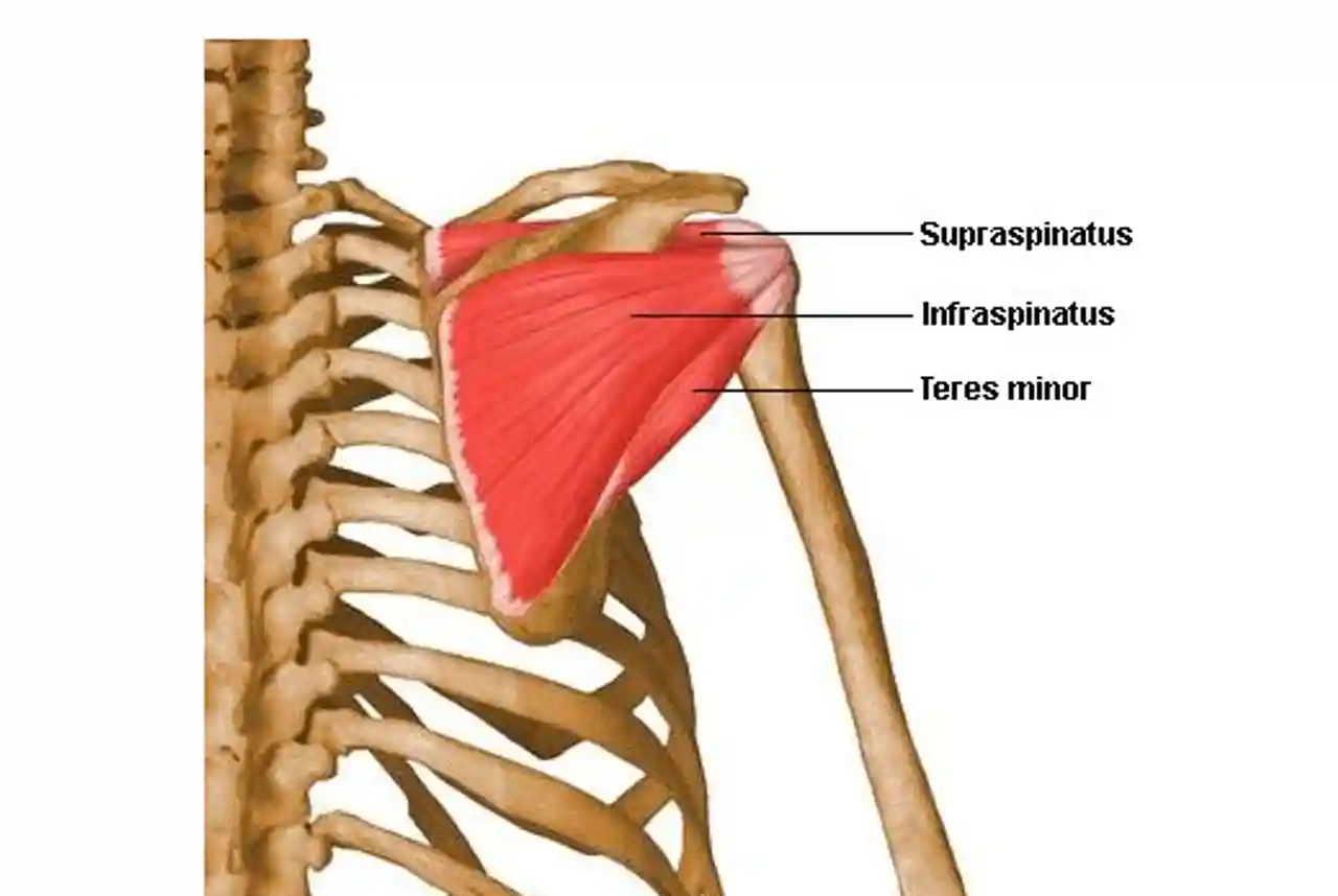 Lesson 9: Rotator Cuff - Brookbush Institute