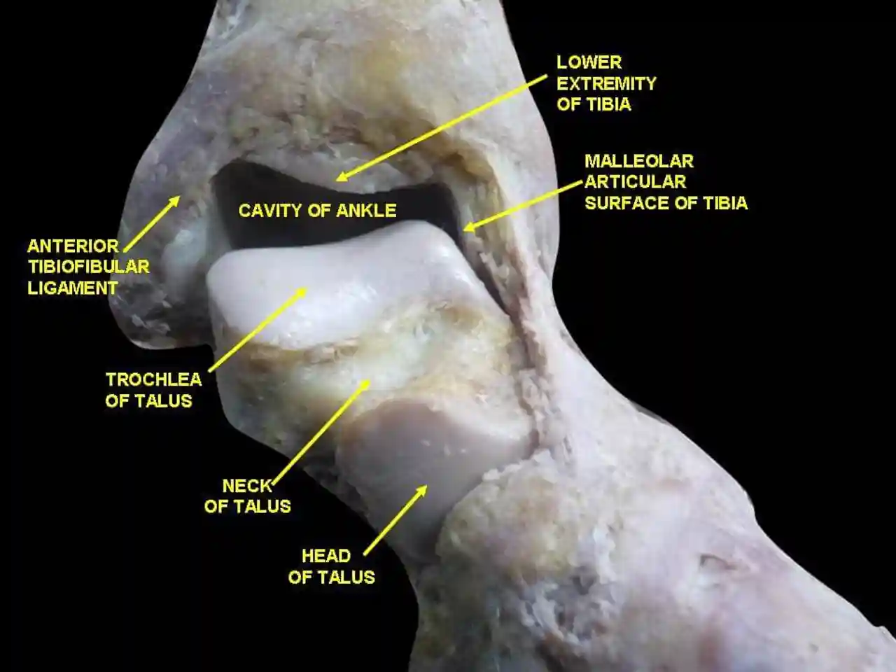 Ankle Joint Anatomy: Talocrural, Subtalar and Tibiofibular Joints ...