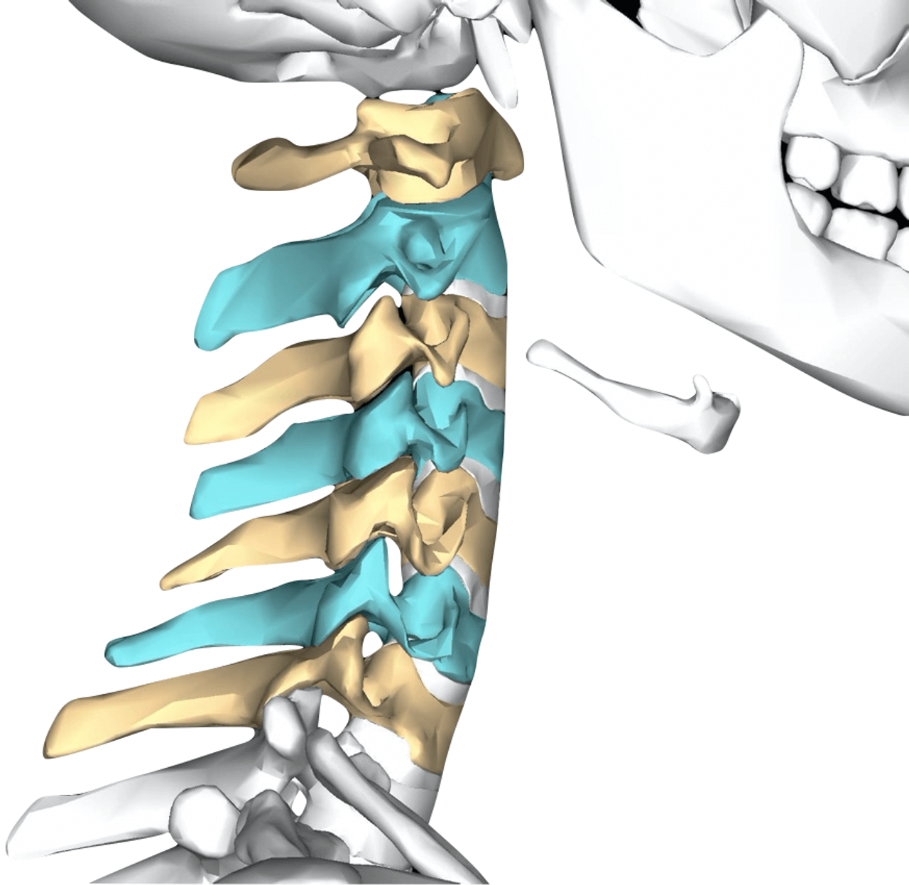 Cervical Spine Anatomy - Brookbush Institute