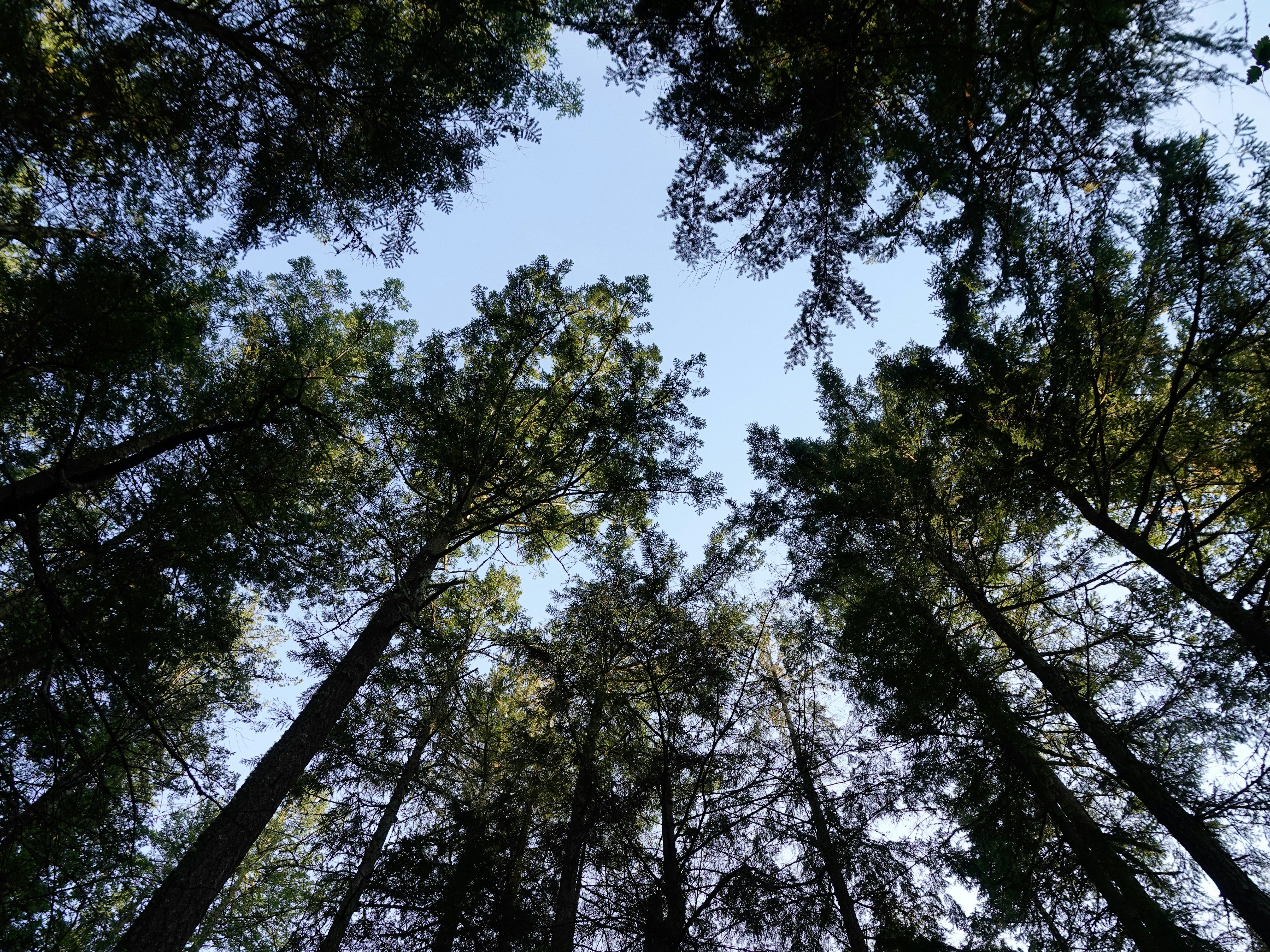 Supreme Court Reasserts Limits on Private Forest Vesting | Desai & Diwanji