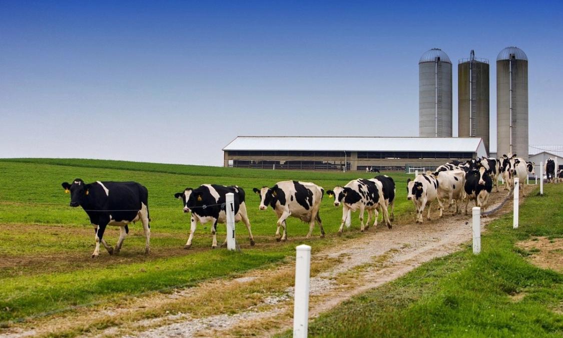 Study: Organic Dairy Farming Can Store Carbon and Reduce Greenhouse Gas ...