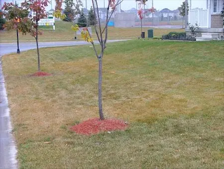 Rust Disease | Common Lawn Disease
