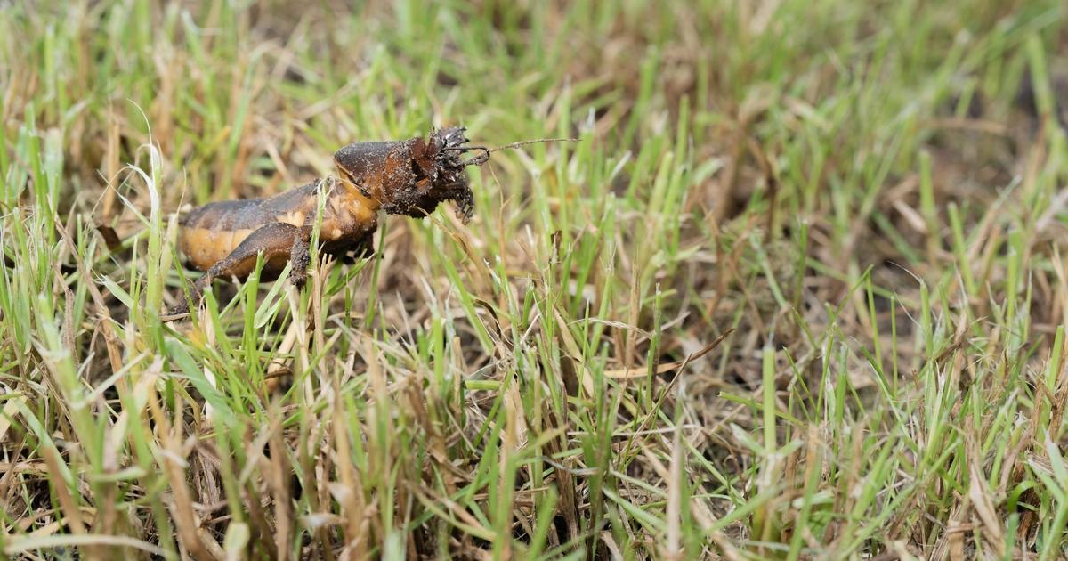 do mole crickets fly